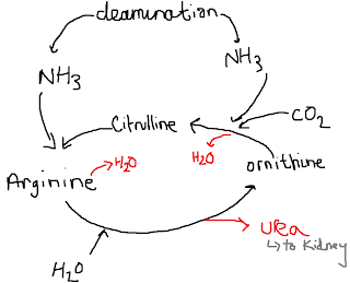 Together Revising: My revision notes: A2 Biology: Urea + Ornithine ...