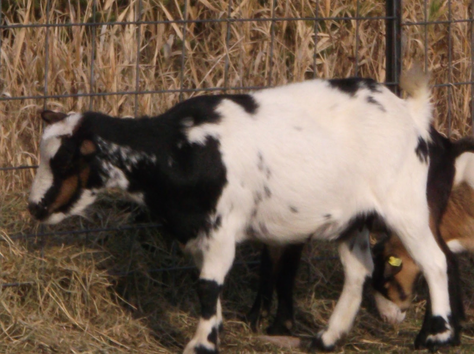 Tye Dye Acres: Fainting Goat Colors and Patterns!