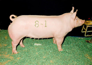 NSR Fieldview: Updated National Barrow Show® Hog College Entries