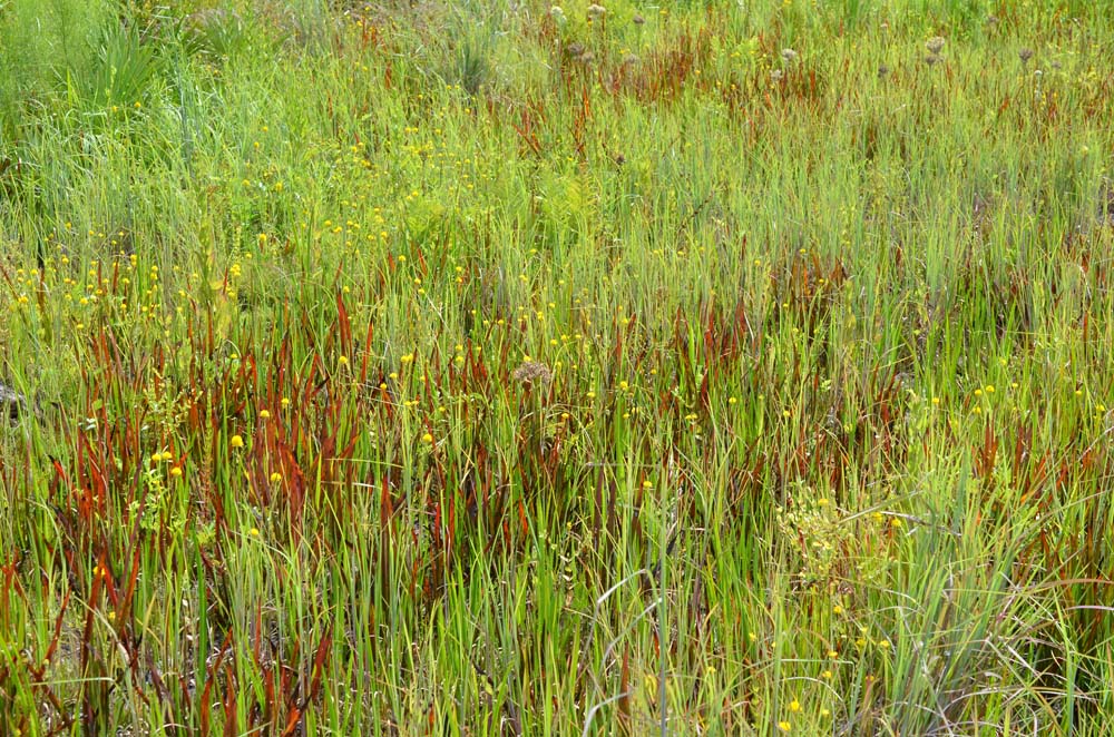 Space Coast Wildflowers: Cruickshank, July 22, 2012