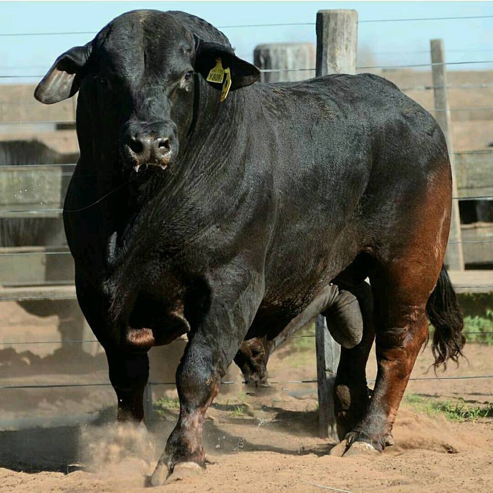 Ilmu Untuk Ternakan Ruminan: Baka-Baka Lembu