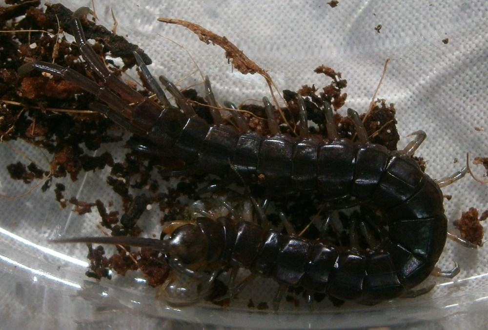 Rhysida sp. "Purple" | Arachnoboards