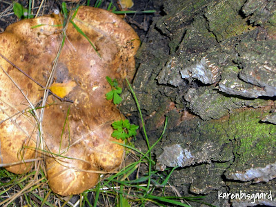 Karen`s Nature Photography: Big Flat Mushrooms in Garden.