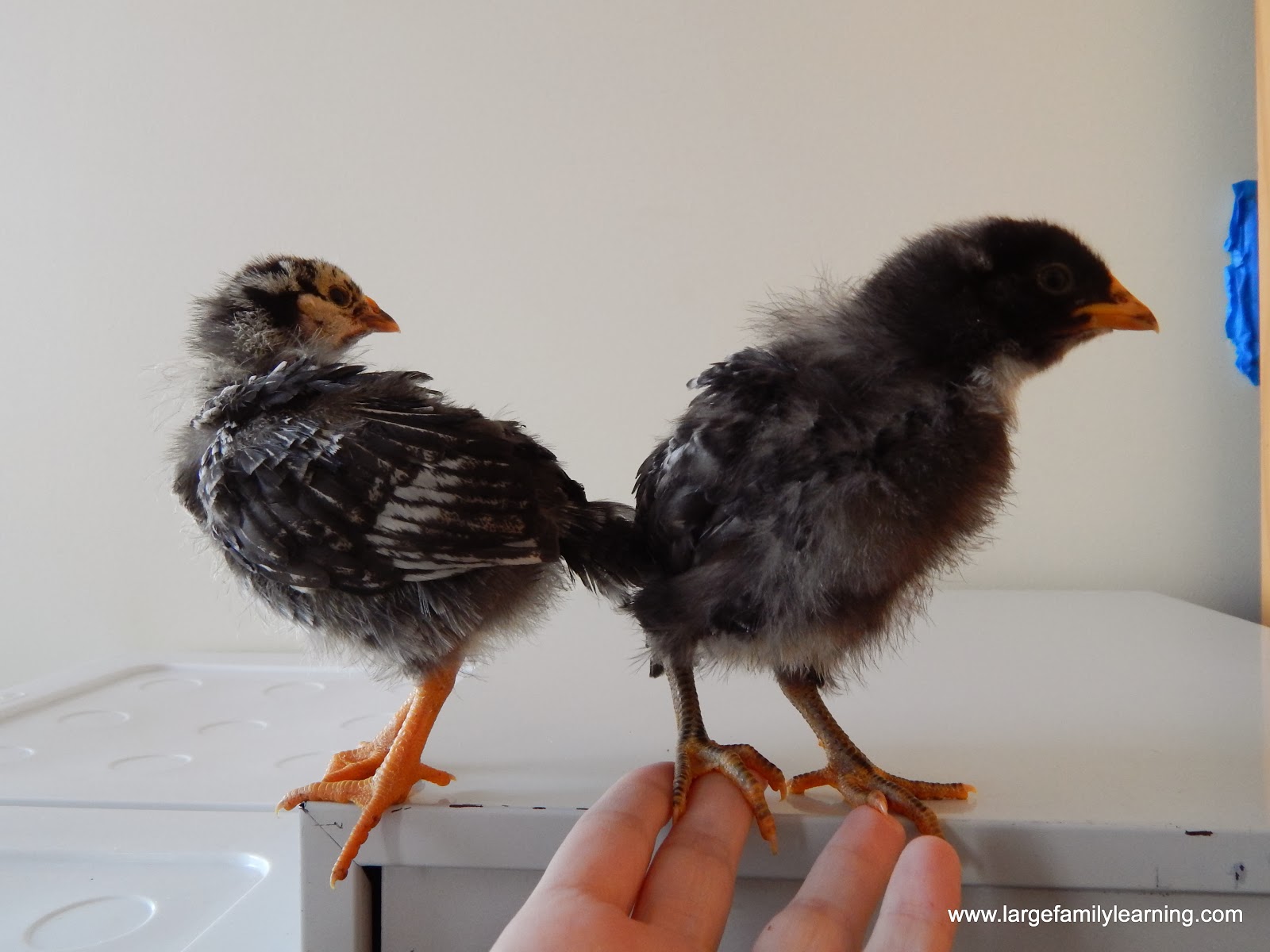 Large Family Learning : Raising Baby Chicks: 2 Weeks Old (Part 1)