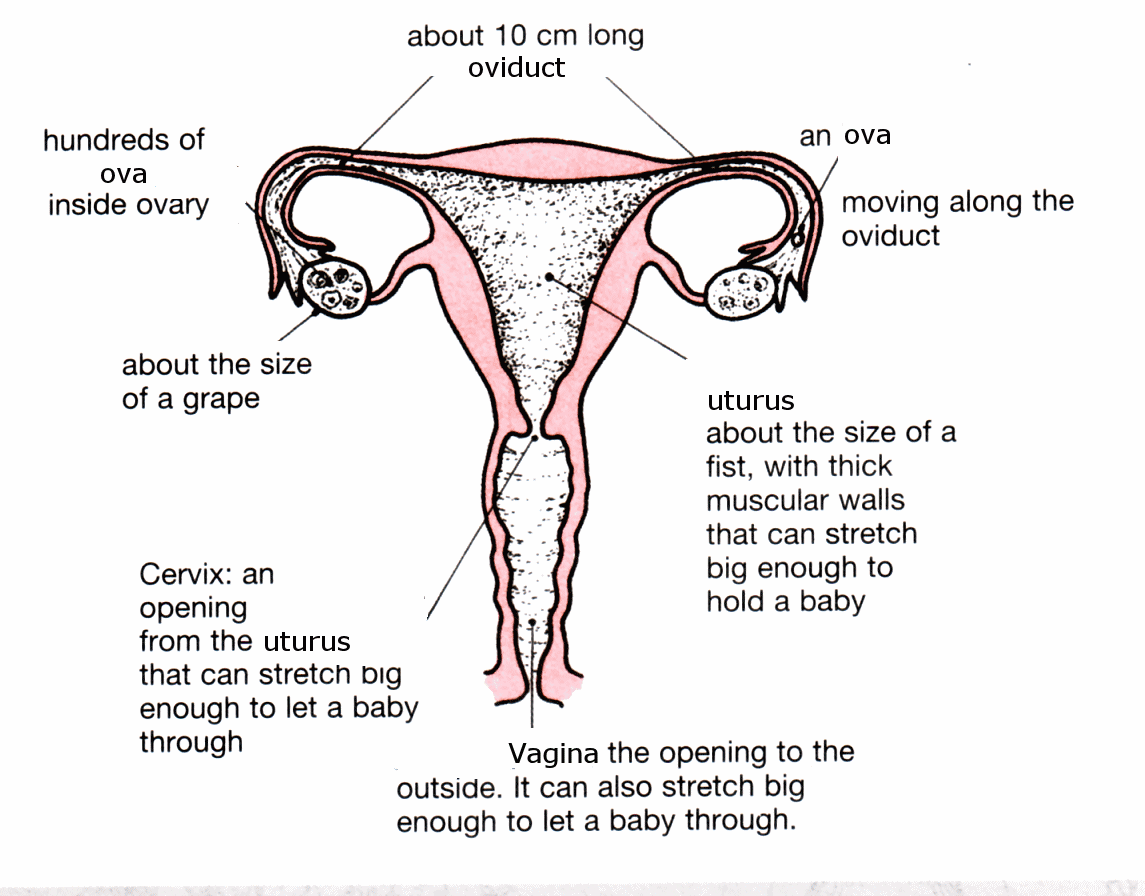 Female Reproductive System Female Reproductive System