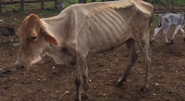 Hipogeo: Leche amarga