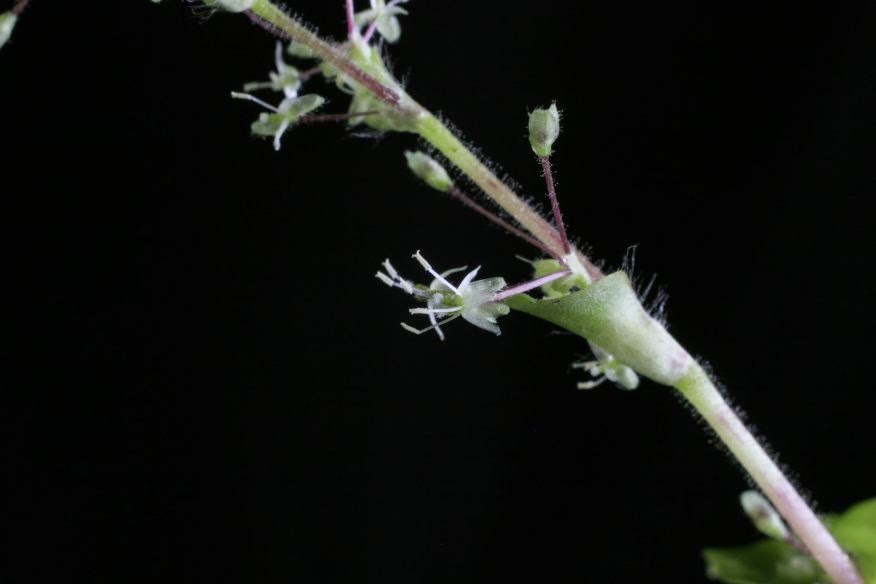 Flora de Puerto Rico Ilustrada Papo Vives: COMMELINACEAE APOPLEIA MONANDRA