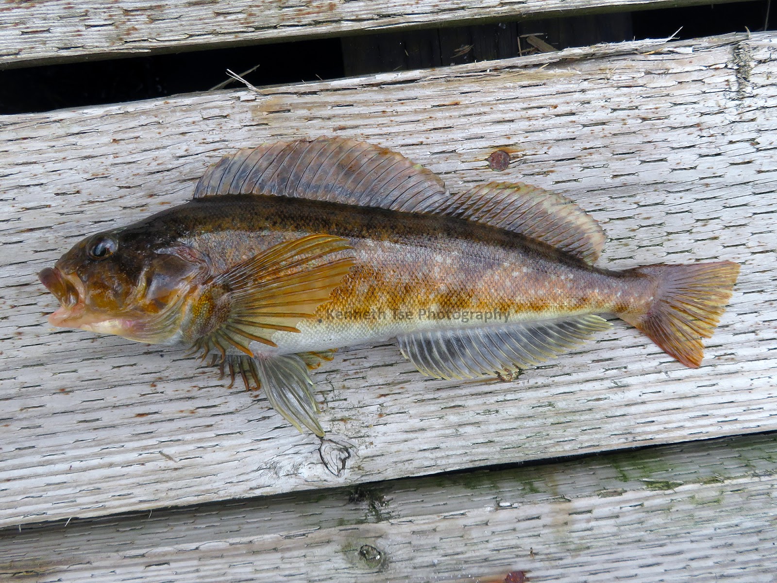 MuskieBait Adventures: Lifelist