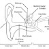 Simple ear diagrams | Ear diagram with labels | Inner ear diagram ...
