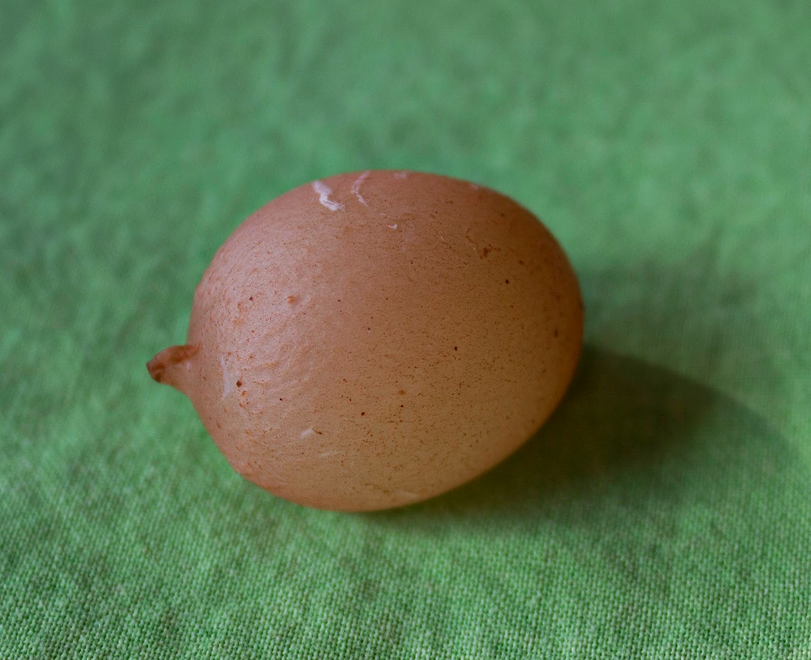 Hen Shell-Less Egg at Terry Haskell blog