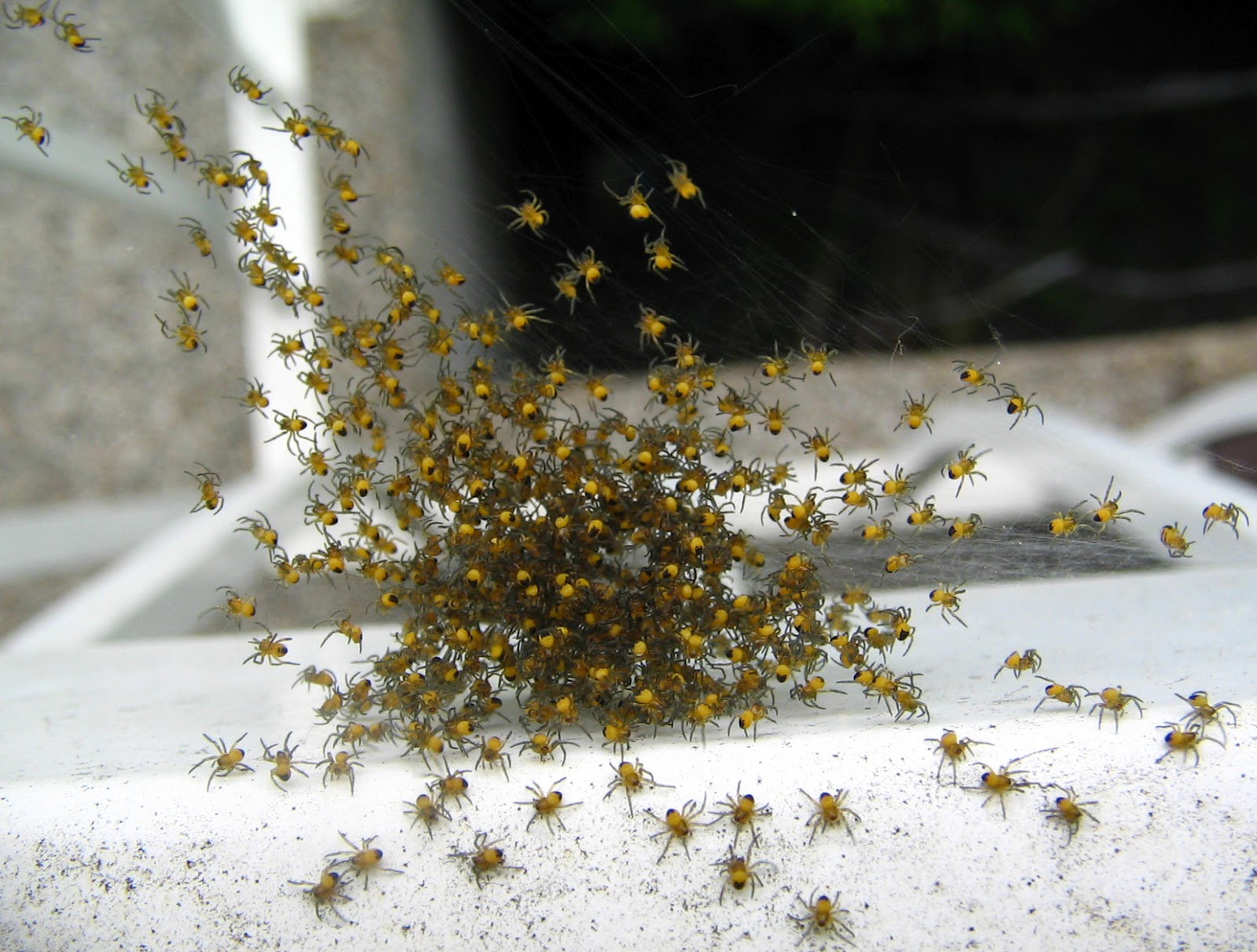 So this just happend. WTF is this and whatever is attached to it? : r/WTF