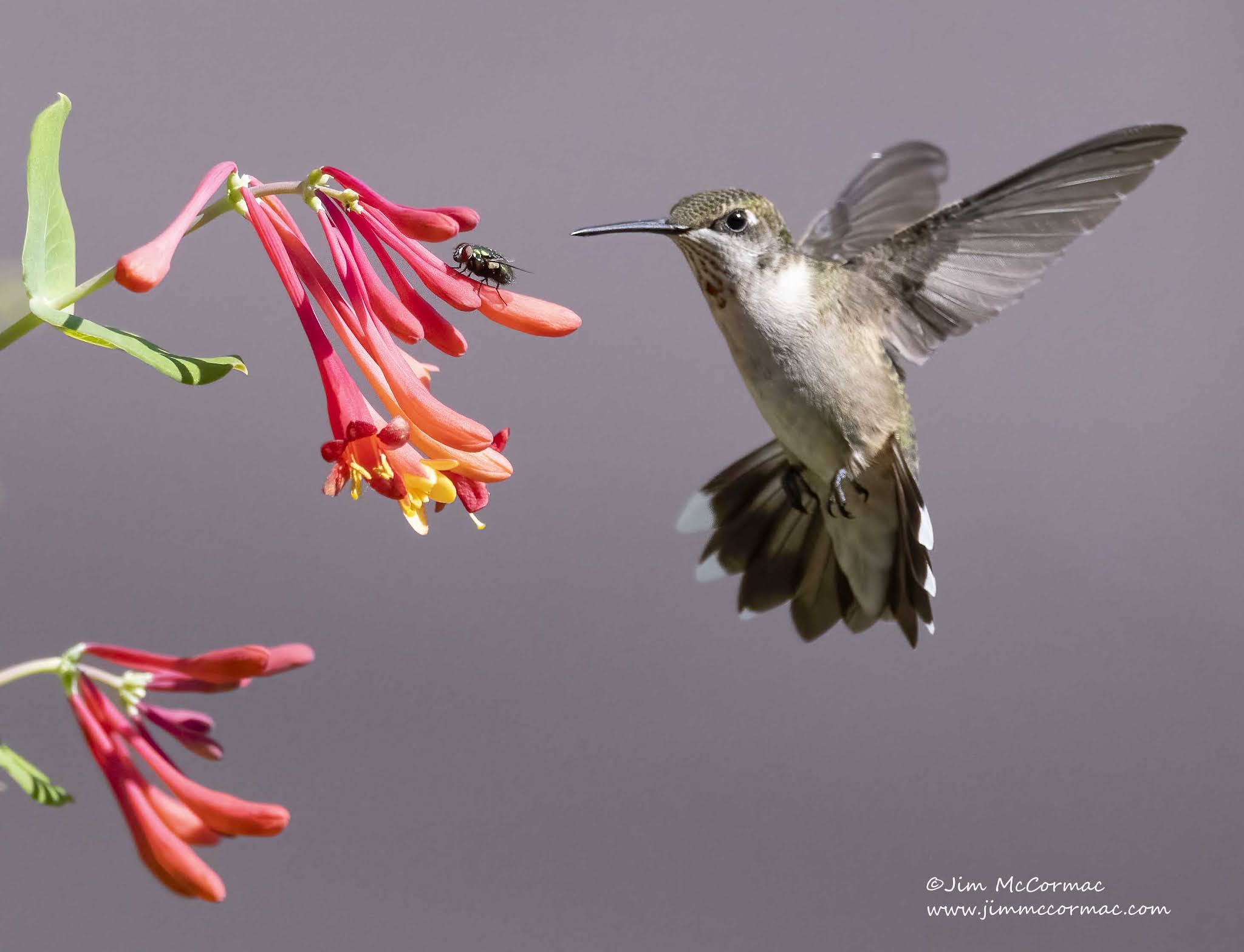 Ohio Birds and Biodiversity: Hummingbird confronts fly!