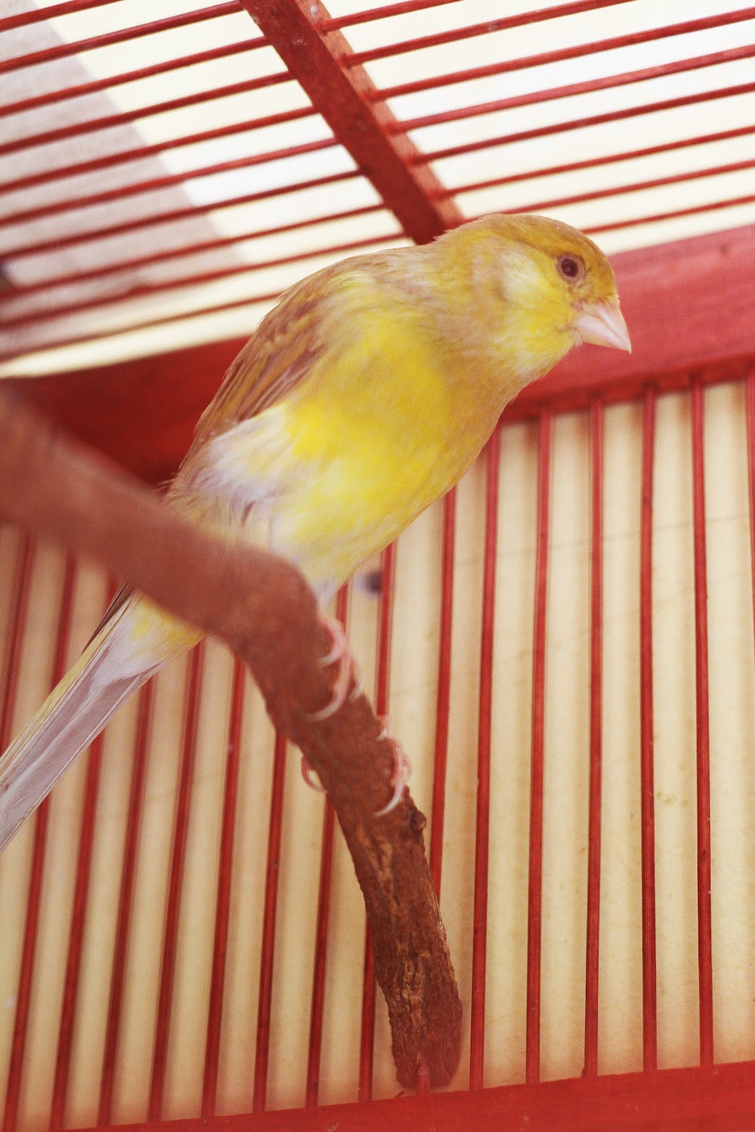 Berner Canary ~ Merapi Canary Breeder Jogja