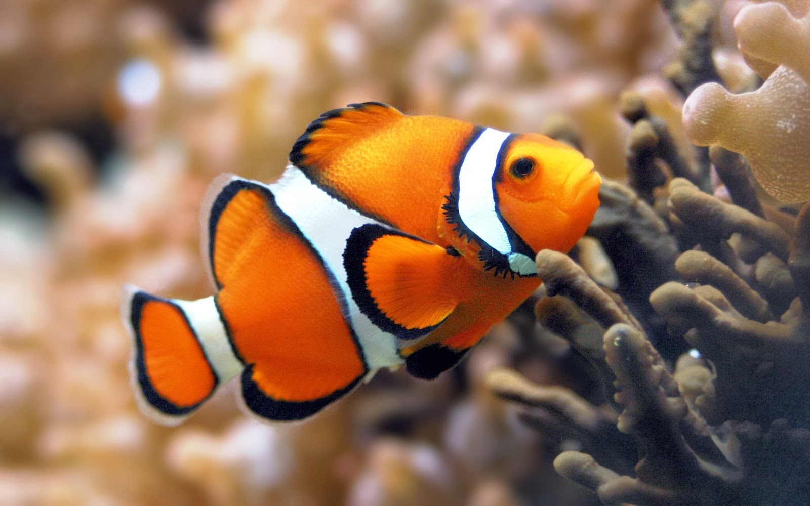 Graafix!: colourful fish hd wallpaper 2014