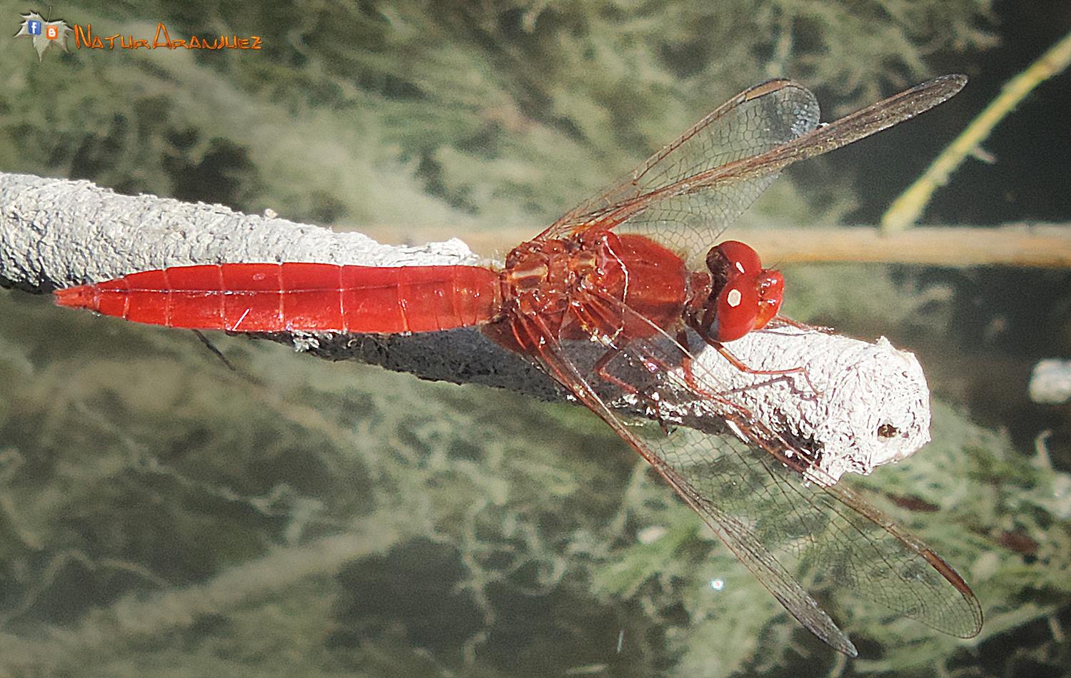 NaturAranjuez: Crocothemis erythraea