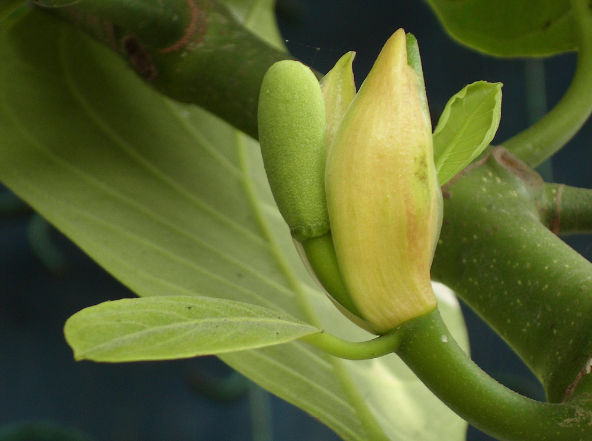 Cempedak | Benefits For Better Life - FRUITS