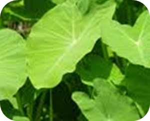 APA MANFAAT DAUN TALAS UNTUK KESEHATAN TUBUH - NILIBAS