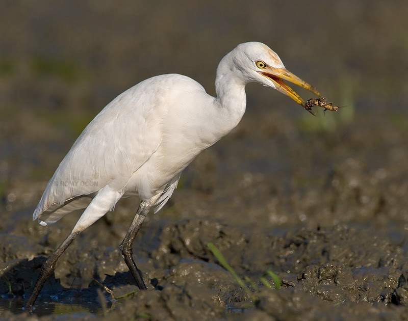 Romy Ocon's Wild Birds of the Philippines: Cattle Egret