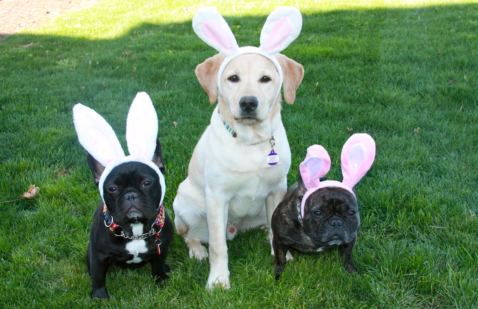 Brutus the Frenchie (& Carmen too): Easter 2012
