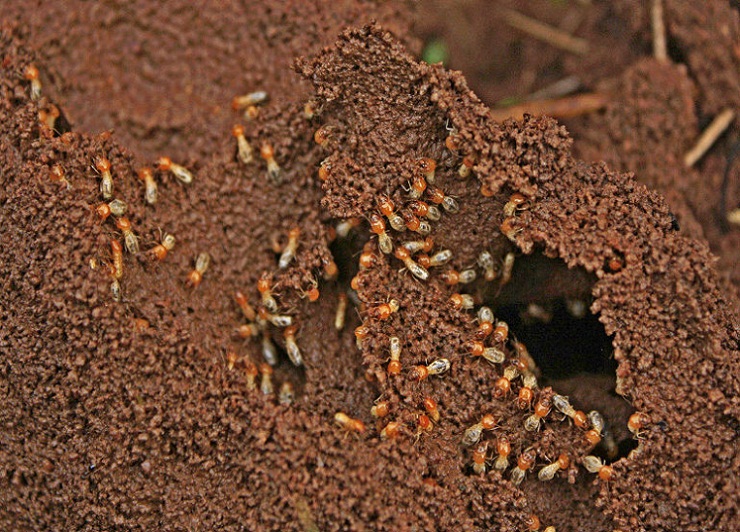 Bagaimana Rayap Mempertahankan Diri? | Belajar Sampai Mati