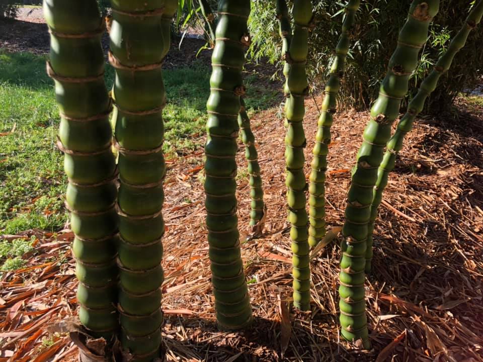 Welcome | Bamboo from Florida for Privacy & Beauty. Fast-Growing, Non ...