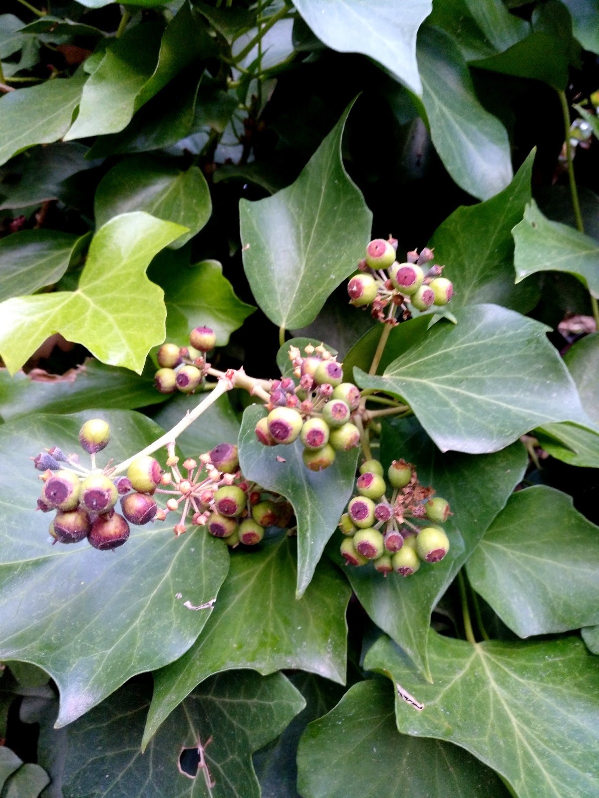 Árboles con alma: Hiedra. Heura. (Hedera Helix)