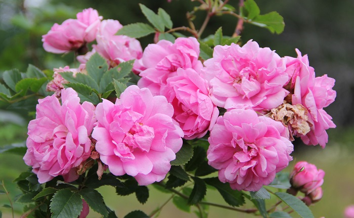 Unelmia ruusuista: Parhaat ruusut puutarhassani