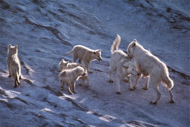 Naturaleza: El Lobo.