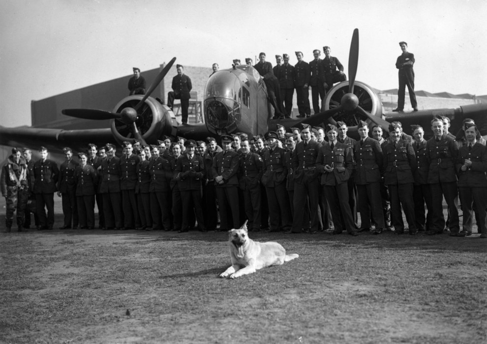 The 20 Most Badass Photos of Animals from World War II ~ vintage everyday