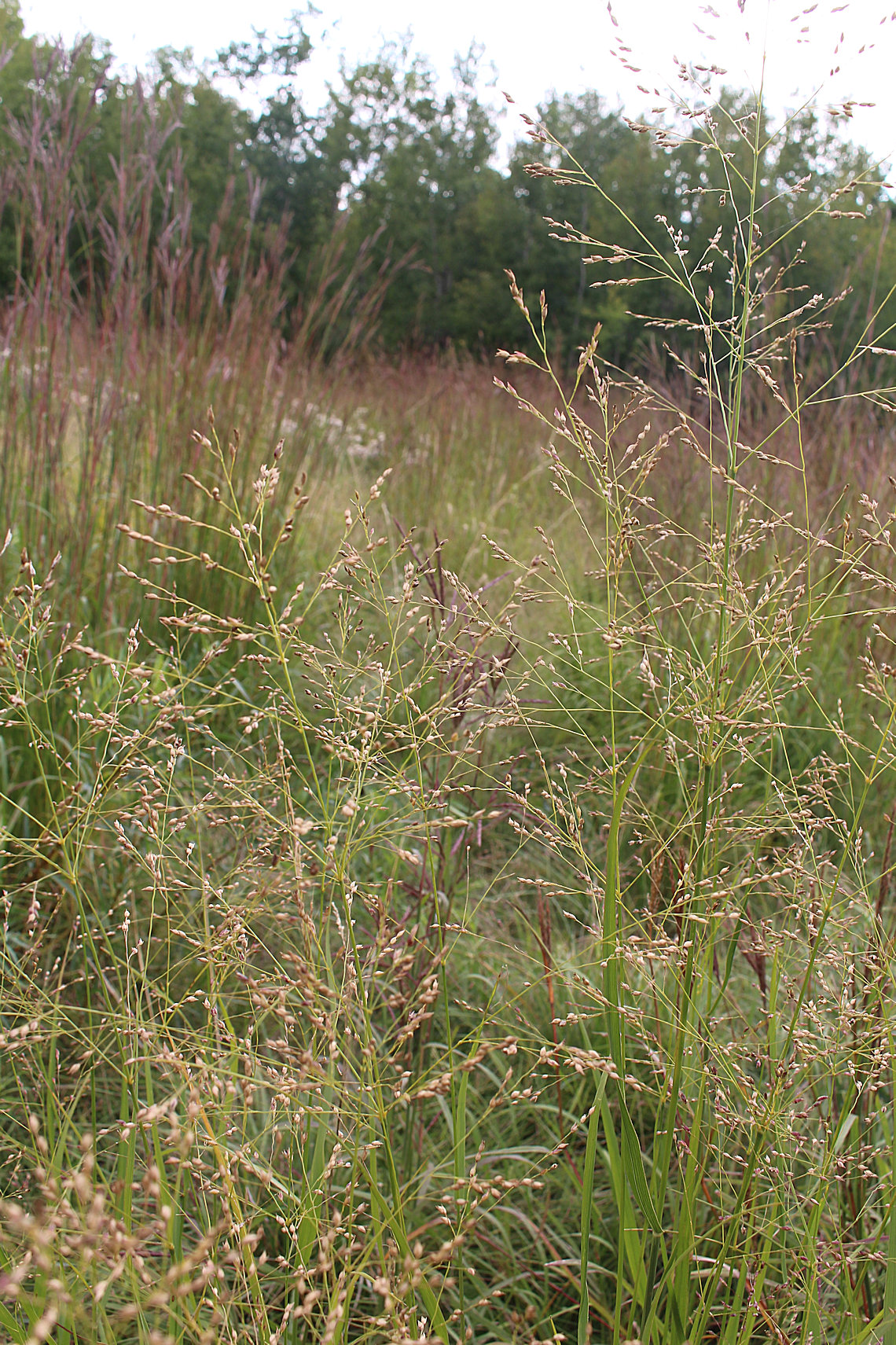 Assiniboine Forest Plant Life: Grasslike Plants in the Assiniboine Forest