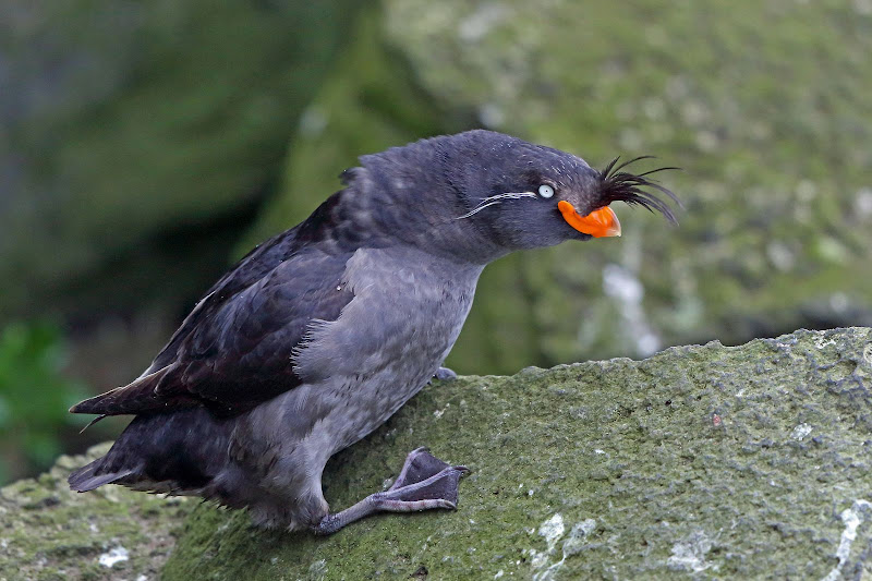 Αἴθυια - Ορνιθοπανίδα
