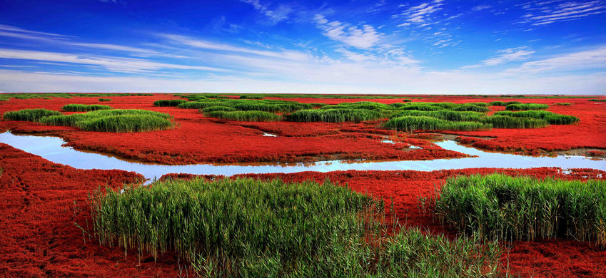 Clancy Tucker's Blog: 2 May 2019 - CHINA'S SPECTACULAR RED MARSH