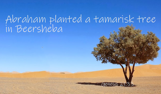 Abraham planted a tamarisk tree