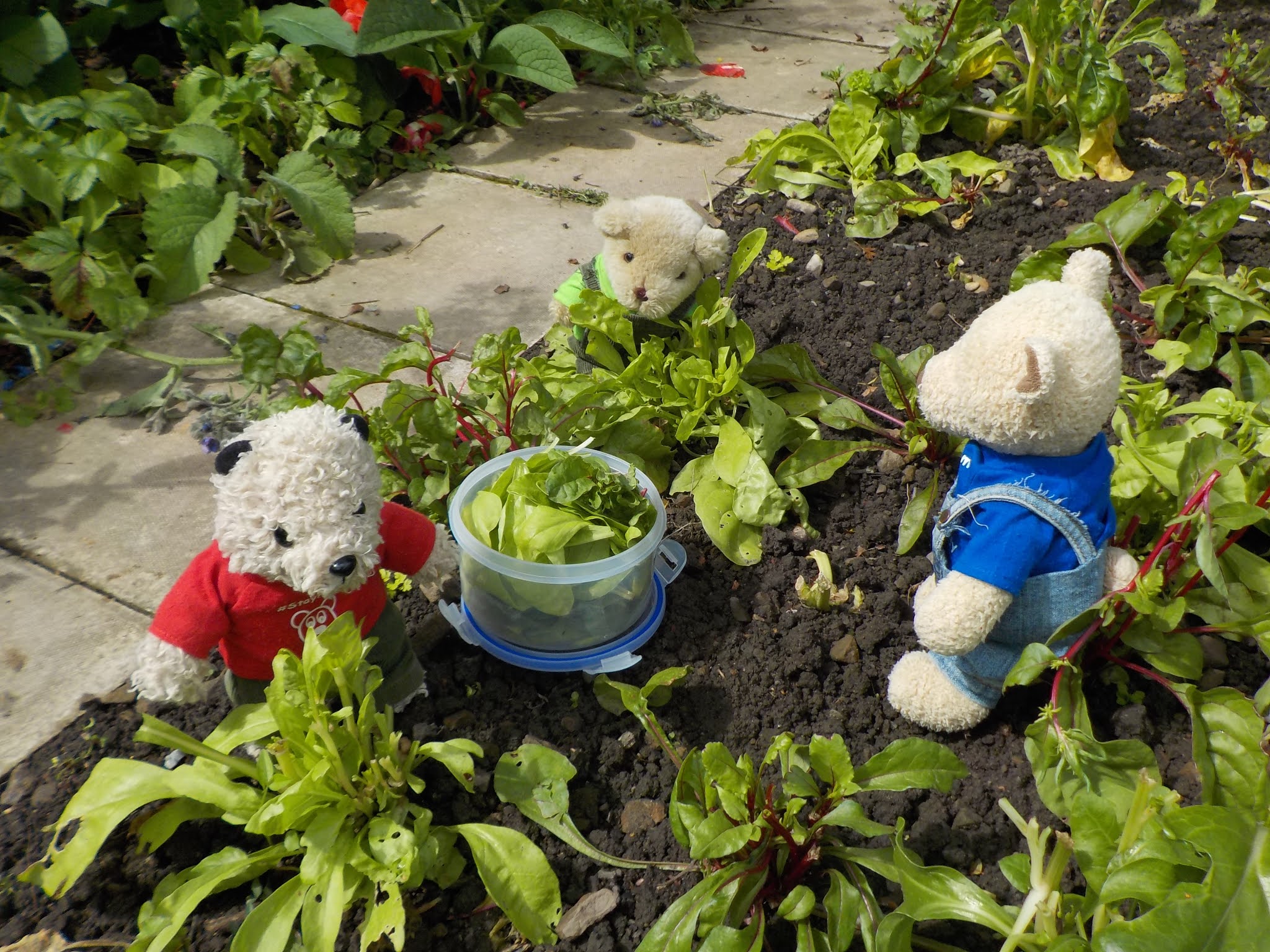Sonning - the Bear on a Boat.: Garden Bears' World - Planting Purple ...