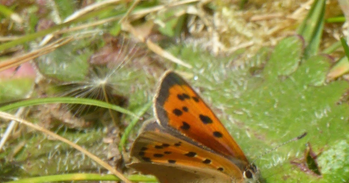Wild and Wonderful: Small Copper Butterfly