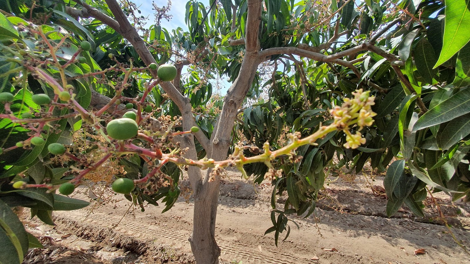 Visita de control: Octubre | Chankillo Farmers Perú