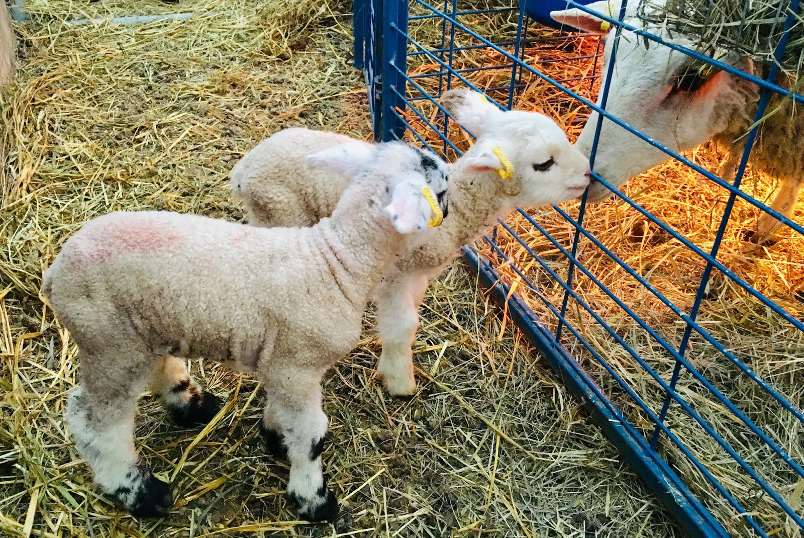 Living Sky Ranch: New Lambs 2019