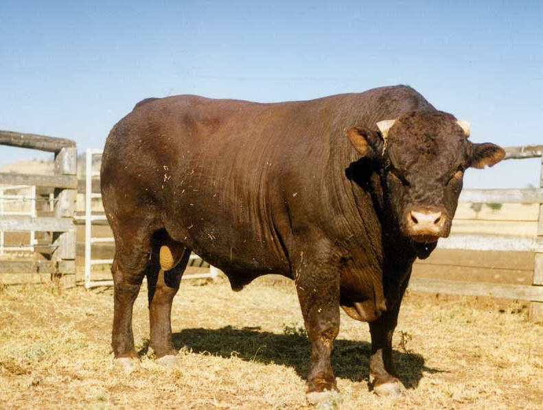 S T R A V A G A N Z A: HISTÓRIA DA RAÇA DEVON