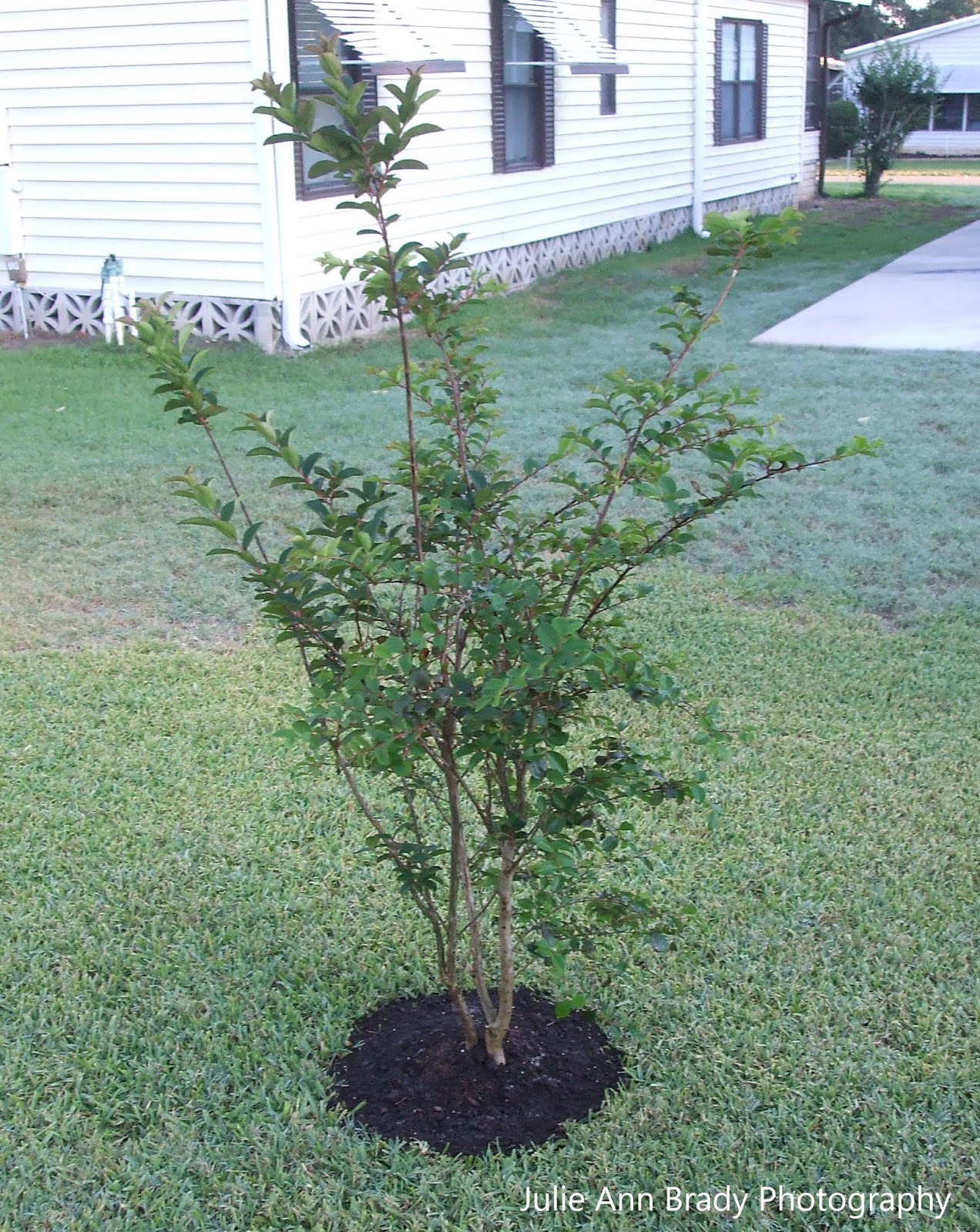 Julie Ann Brady : Blog On: Miss Sandra Crape Myrtle