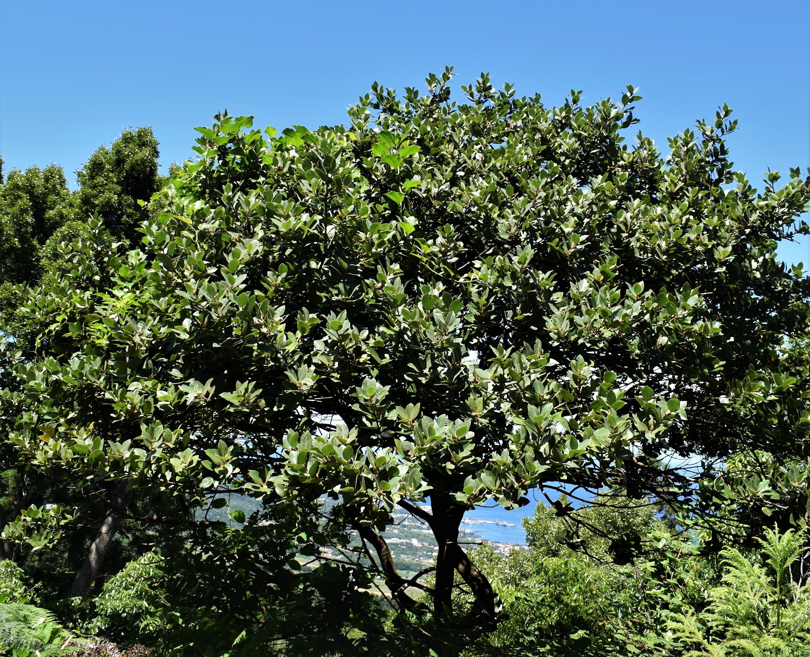 Plantas: Beleza e Diversidade: Endémicas dos Açores #21: Louro (Laurus ...