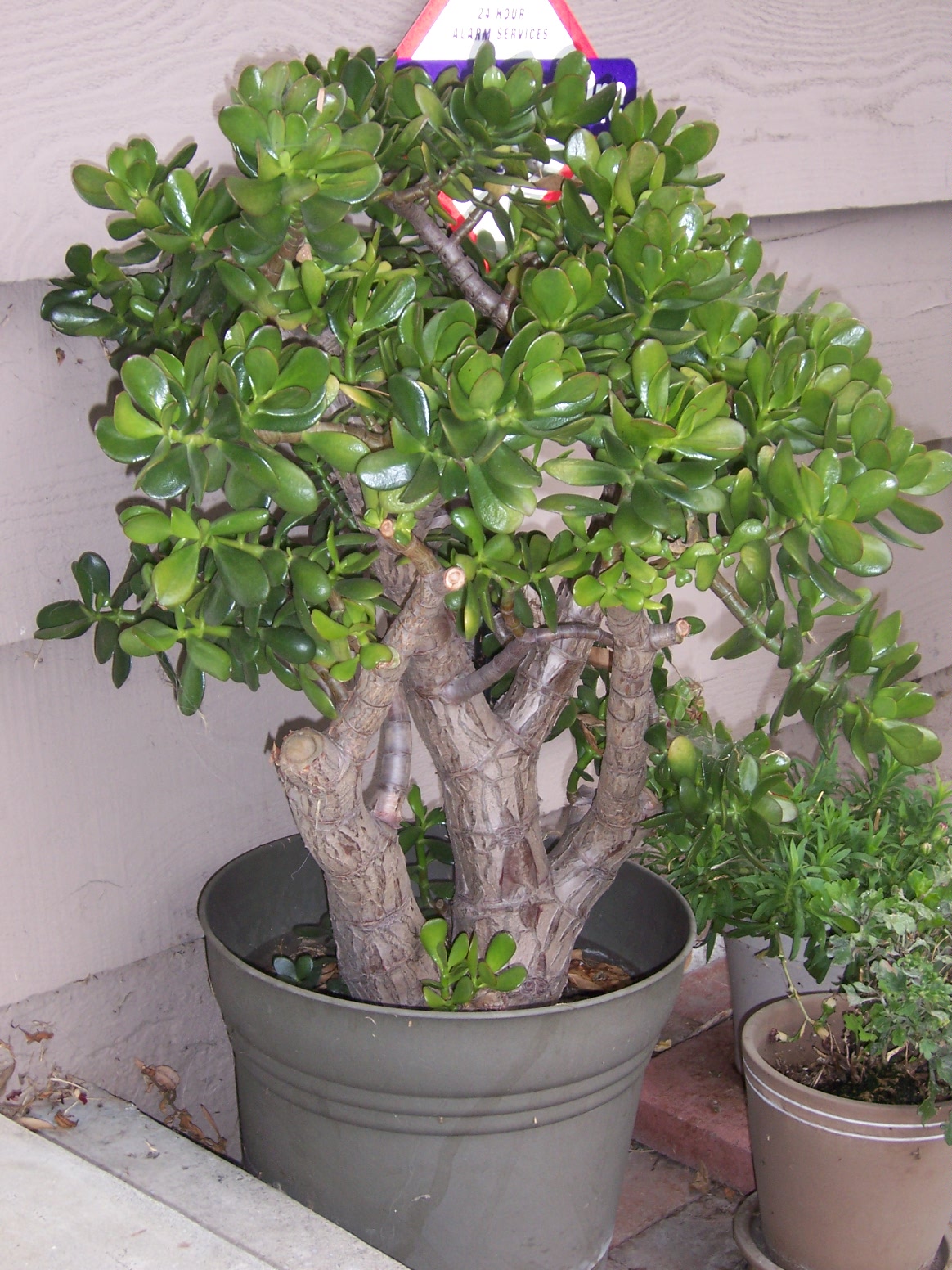 Topological Space: Three Different Money Trees