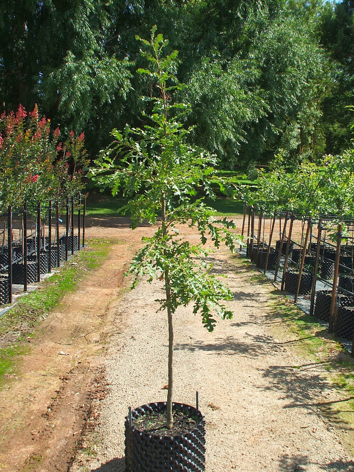 Trees Planet: Quercus cerris - Turkey Oak