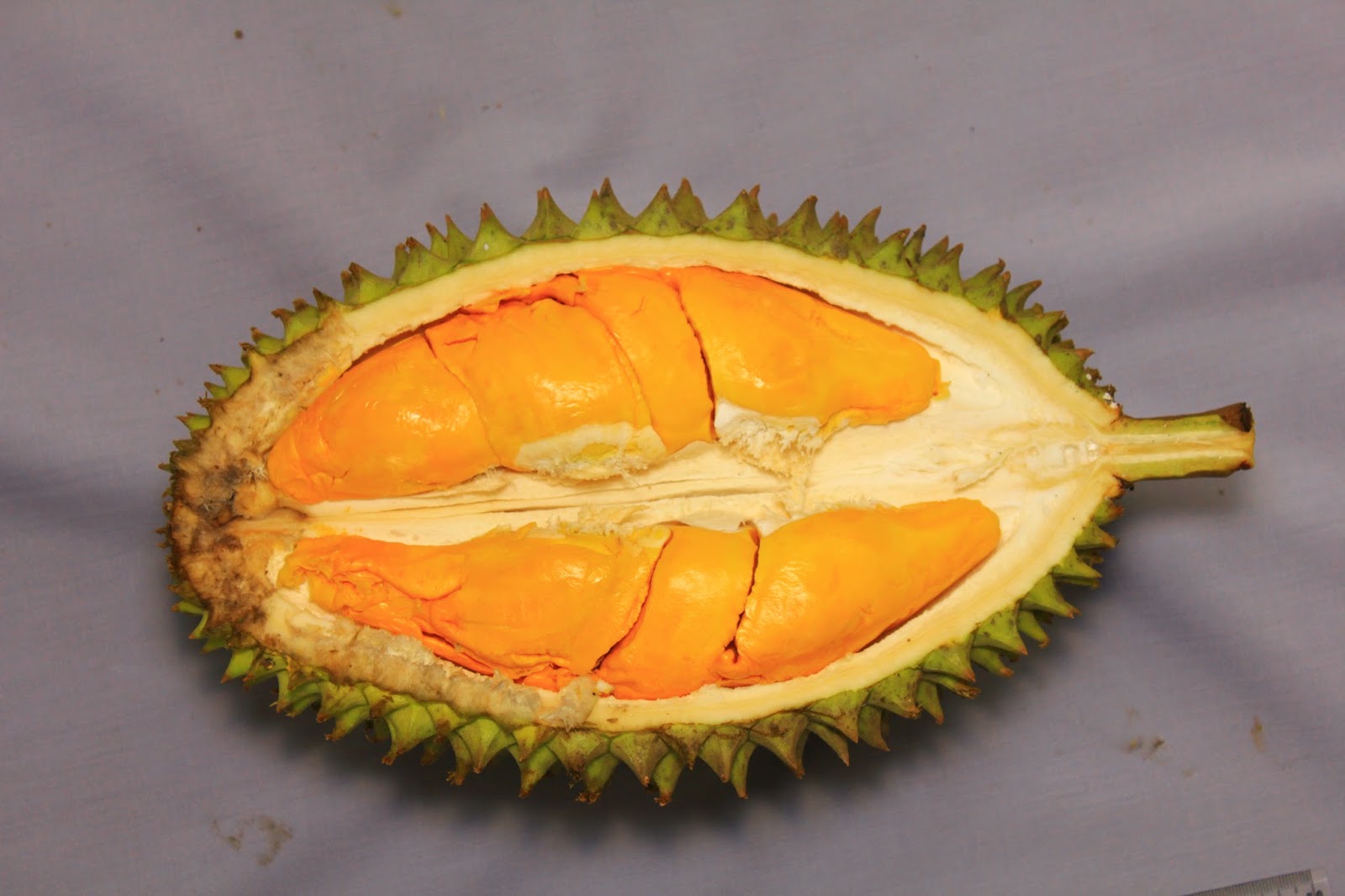 Durian daging orange kencono rukmi