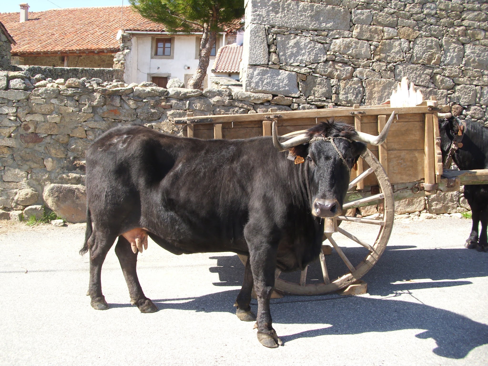 EL CUADERNO DE SILVESTRE: LA VACA BARROSA CACEREÑA