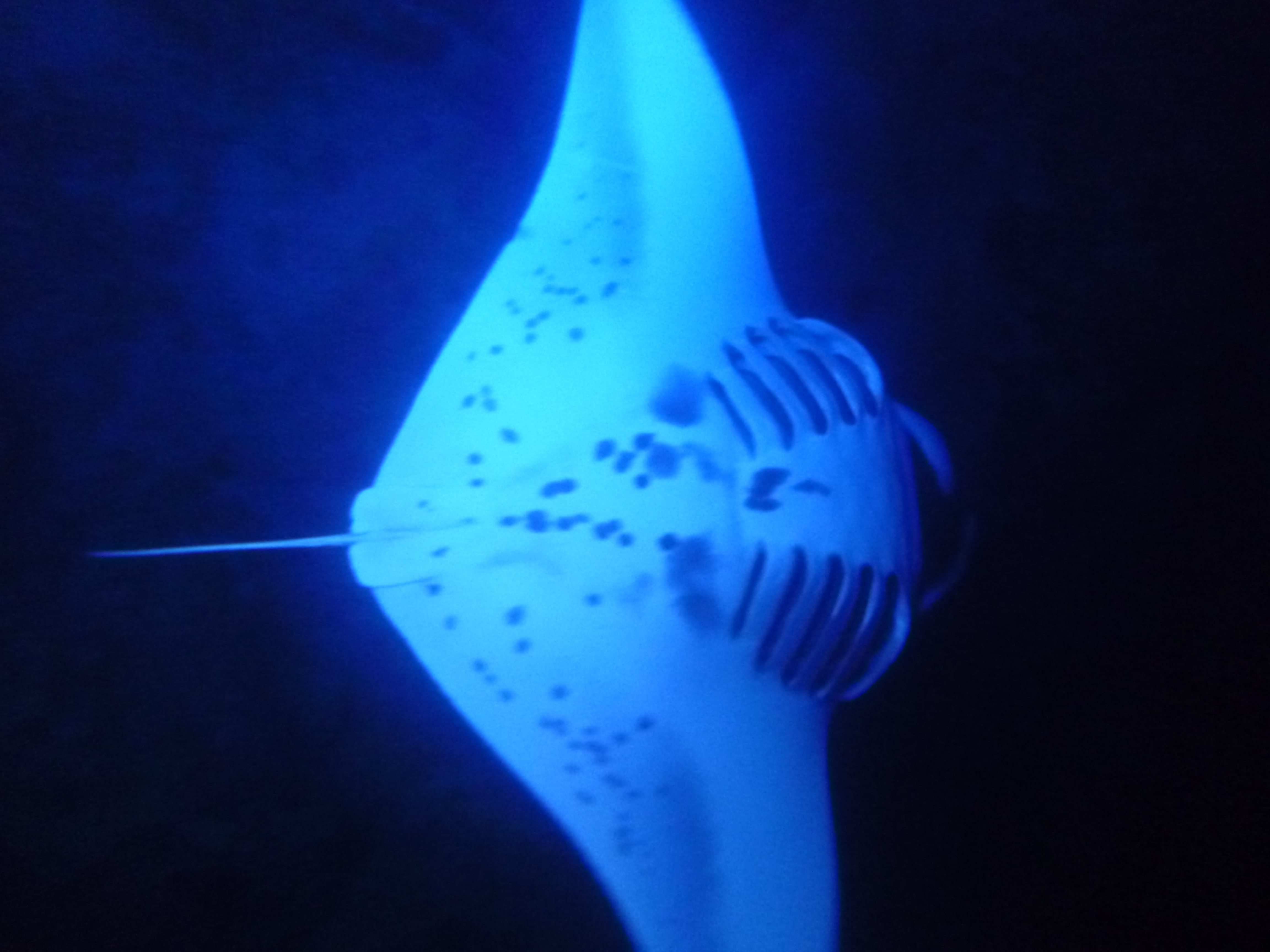 overyourhead: Night Swimming with Manta Rays... Flying sea monsters ...