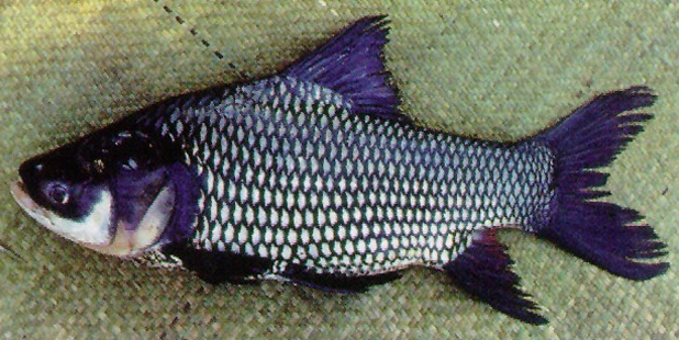 Giant Barb - Fishes World - HD Images & Free Photos