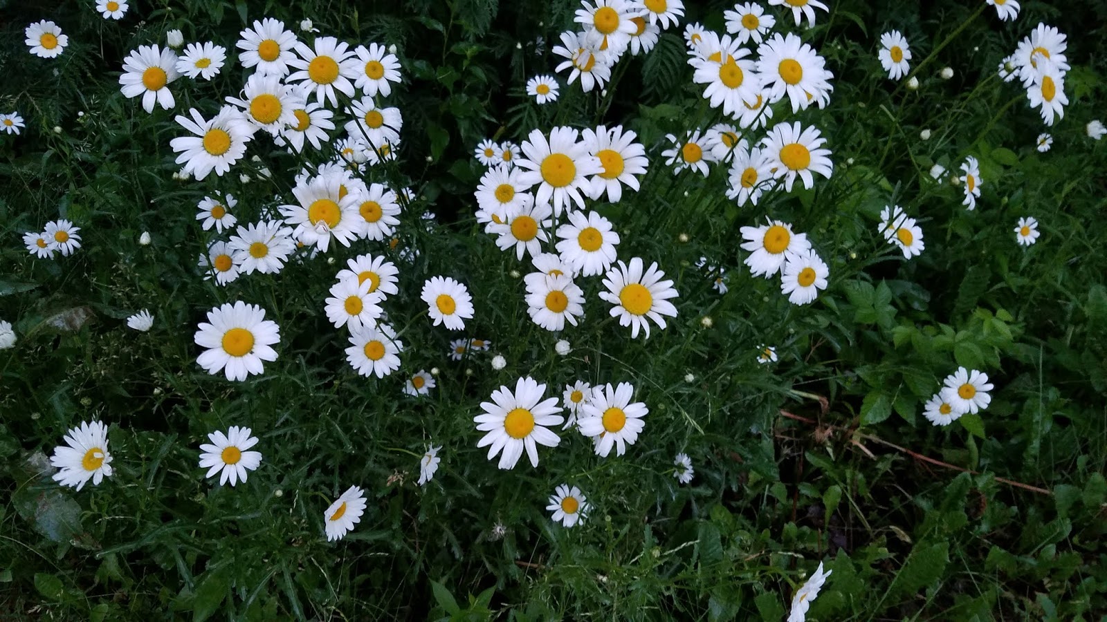 Life in Rice Lake, WI: 100 days of Safer at Home