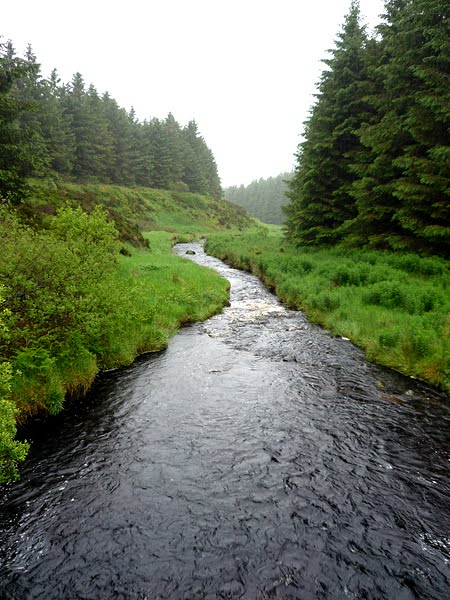 Stayin' Alive: Slieveanorra Forest and Altnahinch Reservoir