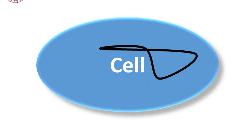 Phases of virus replication in the cell.