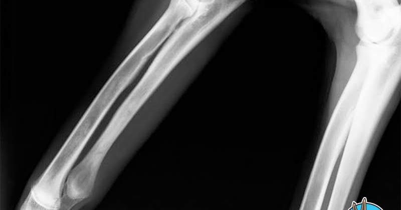 Panosteitis en el Can de Palleiro | Blog Mi Perro Mola